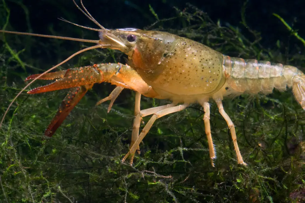 When to Use Crawfish Baits for Bass – The Bass Fishing Life