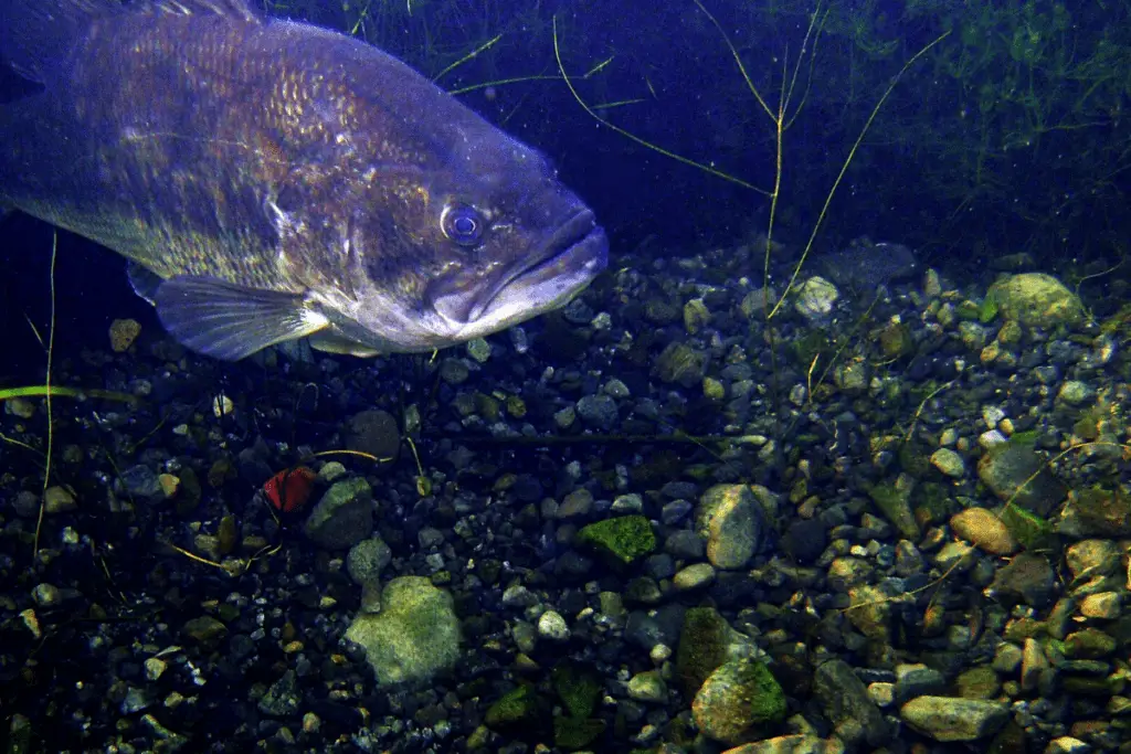 How to Catch Bass in Crystal Clear Water – The Bass Fishing Life