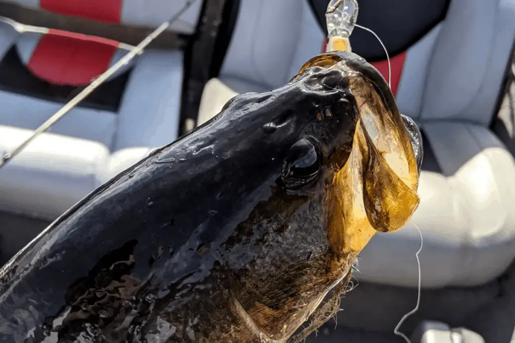 Choosing the Right Size Lure for Bass Fishing – The Bass Fishing Life