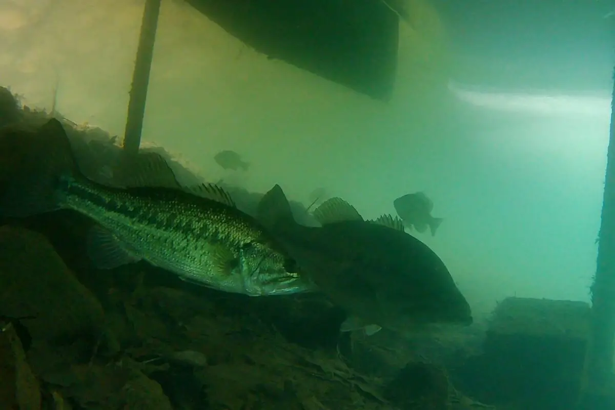 dock-fish – The Bass Fishing Life