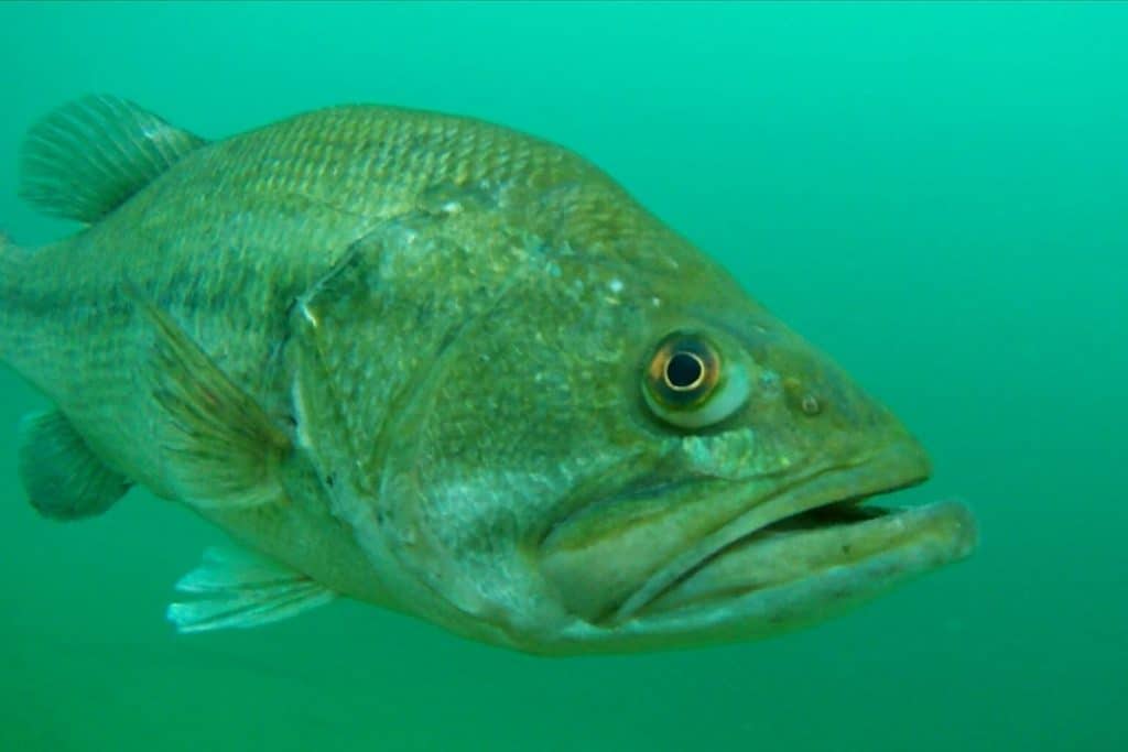 What Triggers Bass to Bite – Two Proven Methods – The Bass Fishing Life