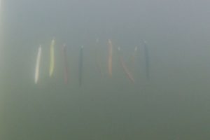 Which Color Jig is Best for Bass? Use This Guide – The Bass Fishing Life