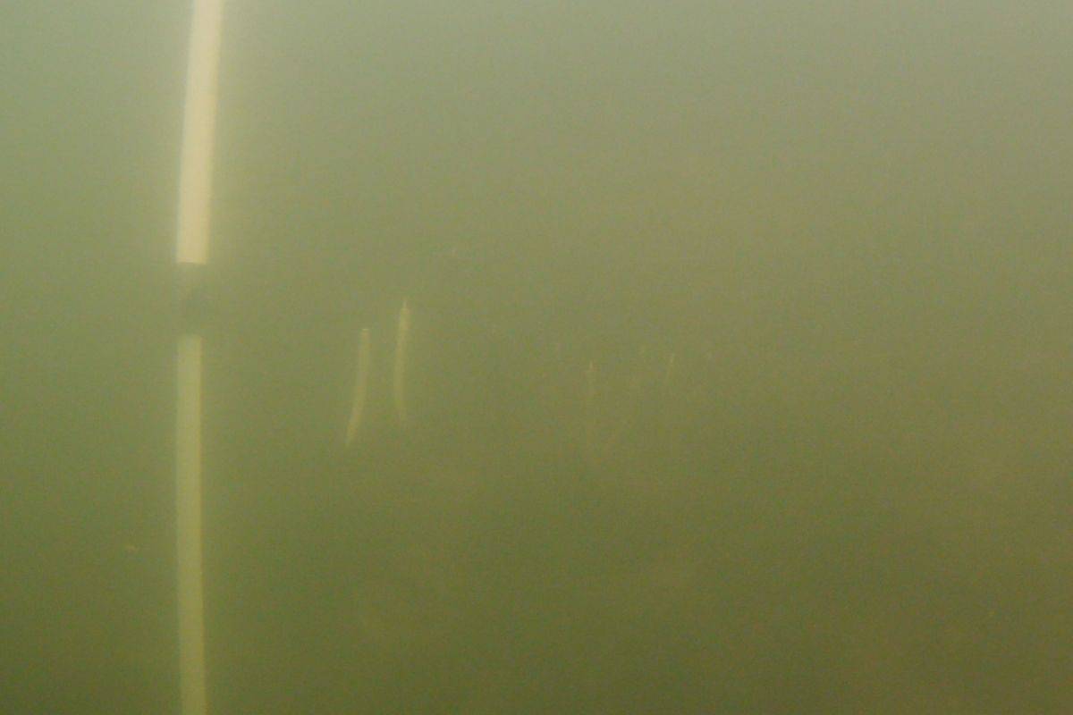 Best Lure Colors for Dirty Water – With Underwater Proof – The Bass ...