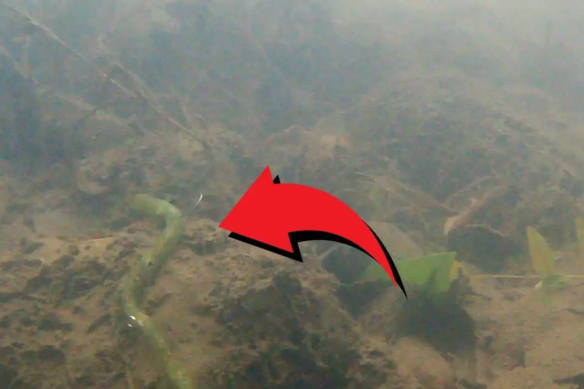 The Inu Rig – How to Rig Plus Underwater Images – The Bass Fishing Life