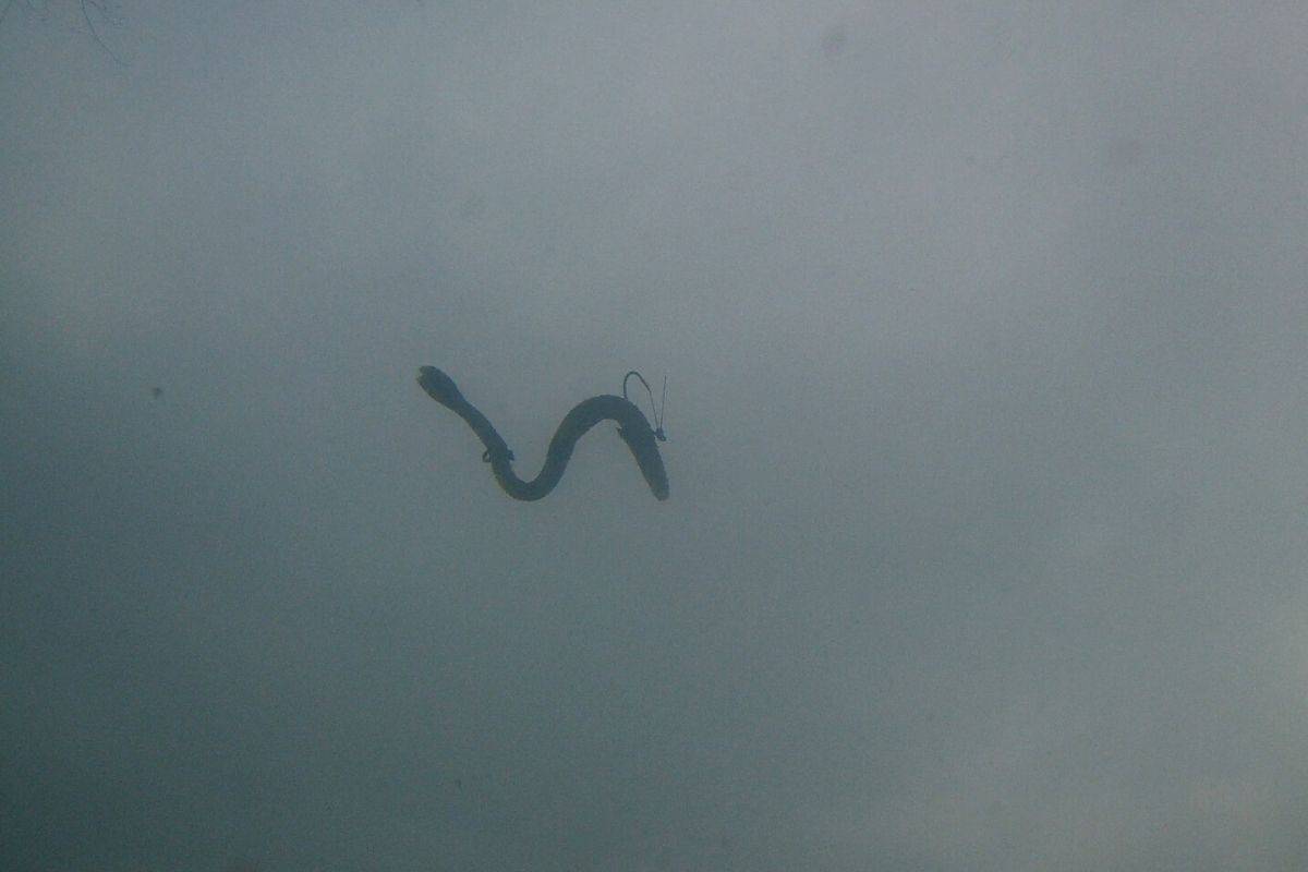 The Inu Rig – How to Rig Plus Underwater Images – The Bass Fishing Life