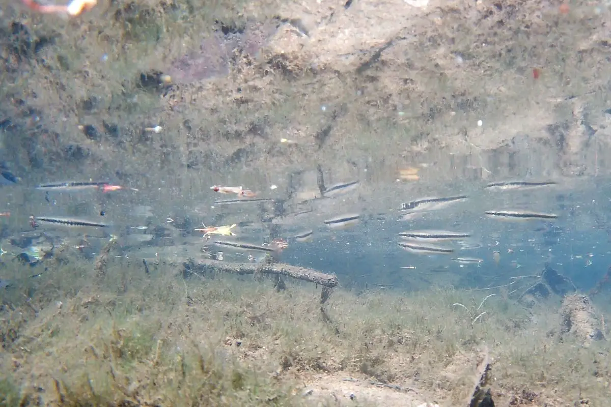 Which Color Jig is Best for Bass? Use This Guide – The Bass Fishing Life