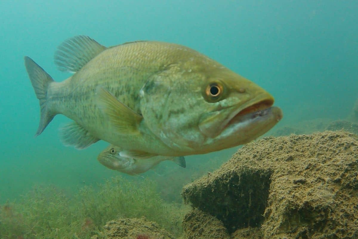 Best Line for Swim Jigs – How to Choose – The Bass Fishing Life