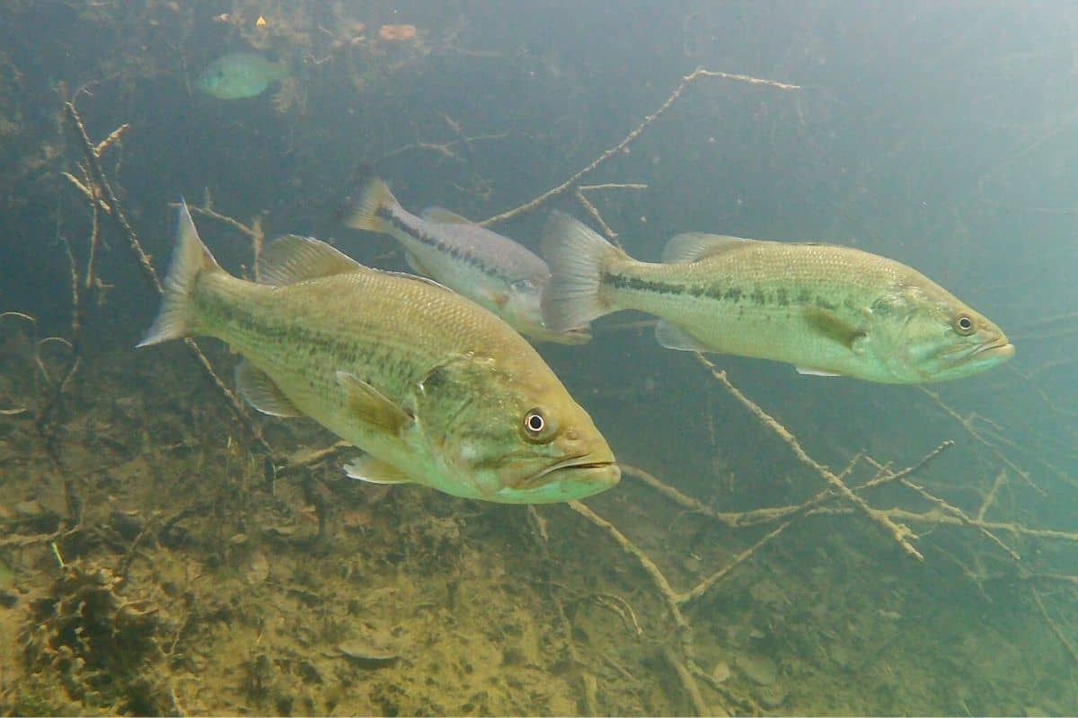 Bass Fishing and Heavy Cover – How and Why – The Bass Fishing Life