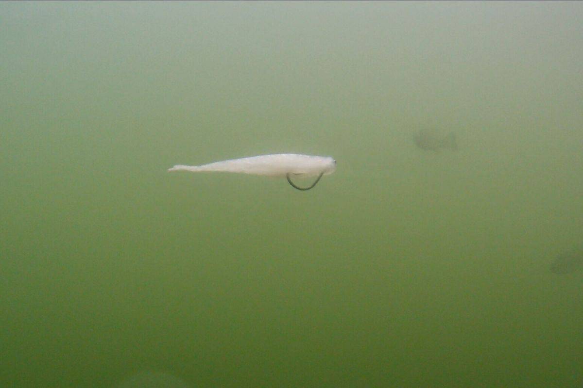 Does Drop Shot Leader Length Matter? Underwater Proof – The Bass ...