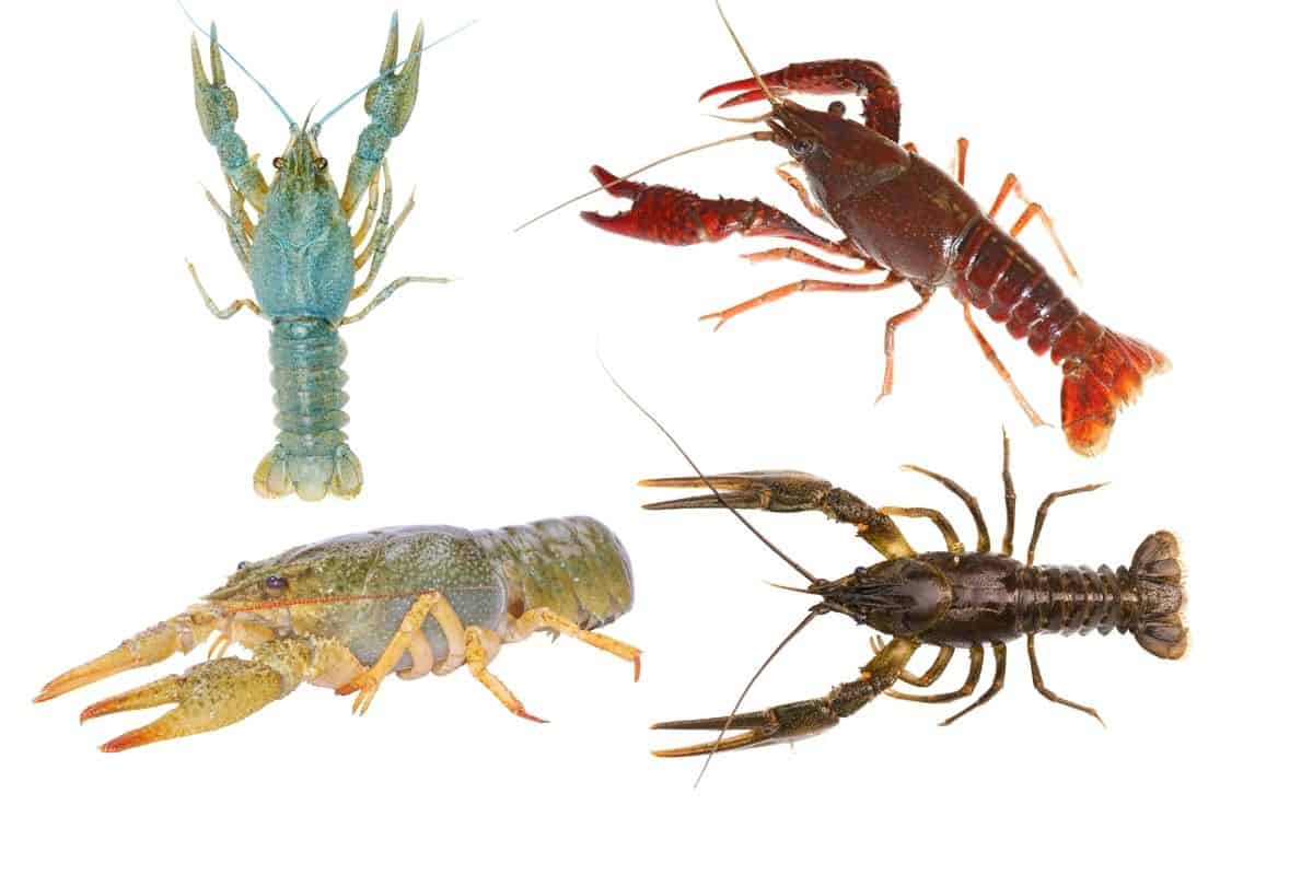 Which Color Jig is Best for Bass? Use This Guide – The Bass Fishing Life