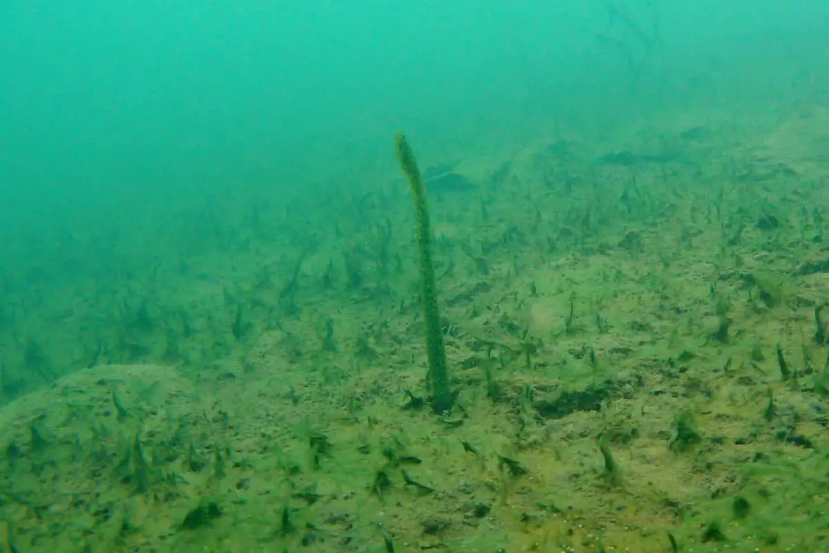 Best Worm for a Shaky Head – With Underwater Proof – The Bass Fishing Life