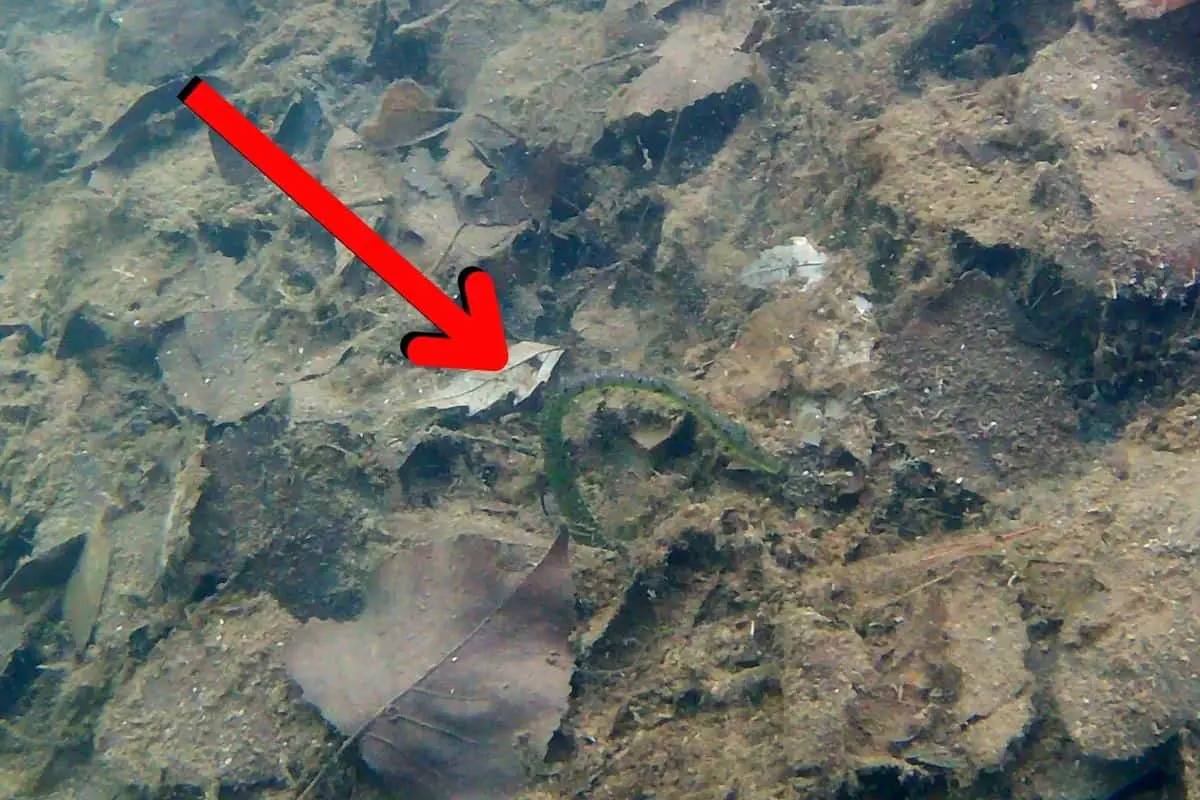 Best Worm for a Shaky Head – With Underwater Proof – The Bass Fishing Life