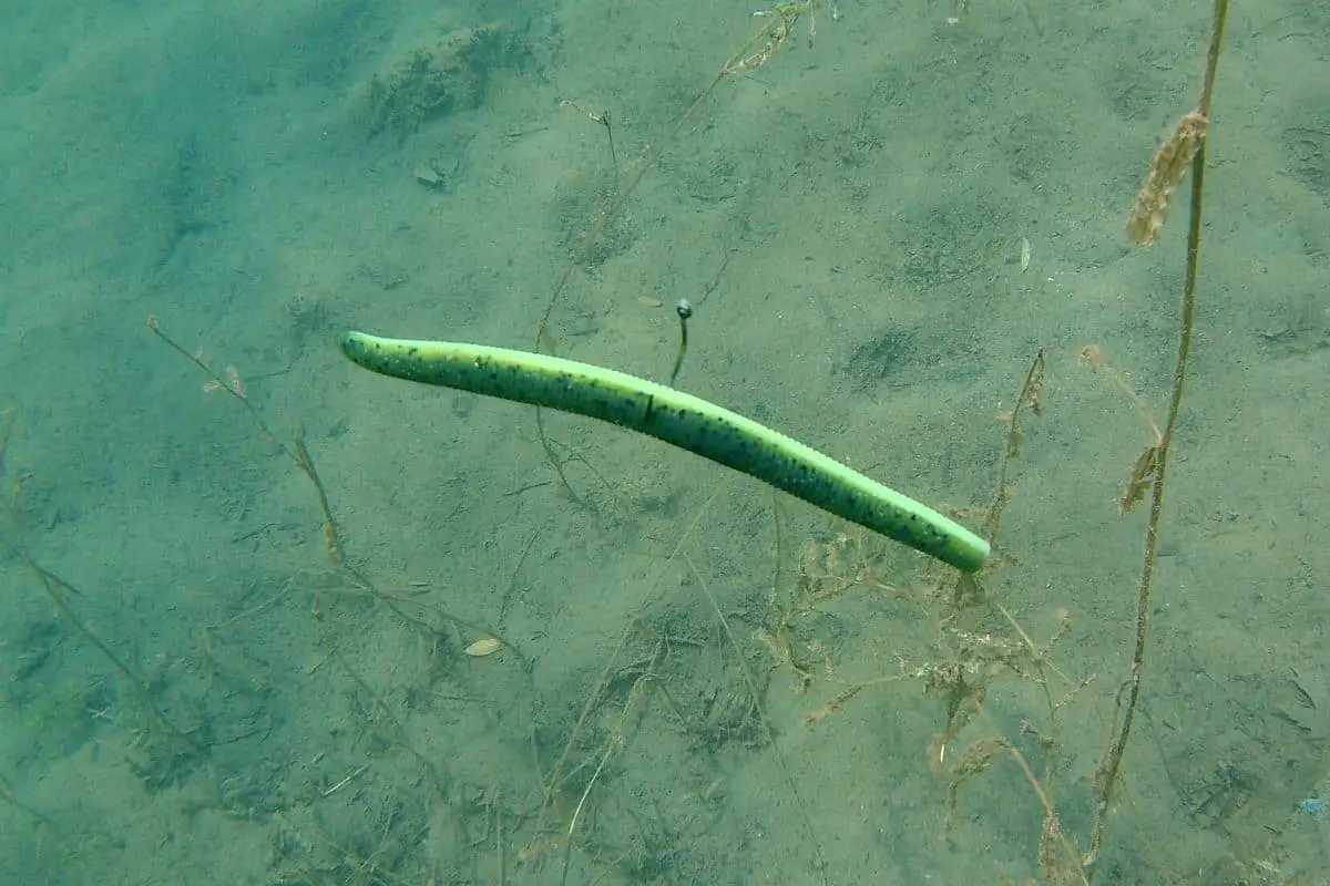 Best Beginner Bass Fishing Techniques – How to Rig and Fish – The Bass ...