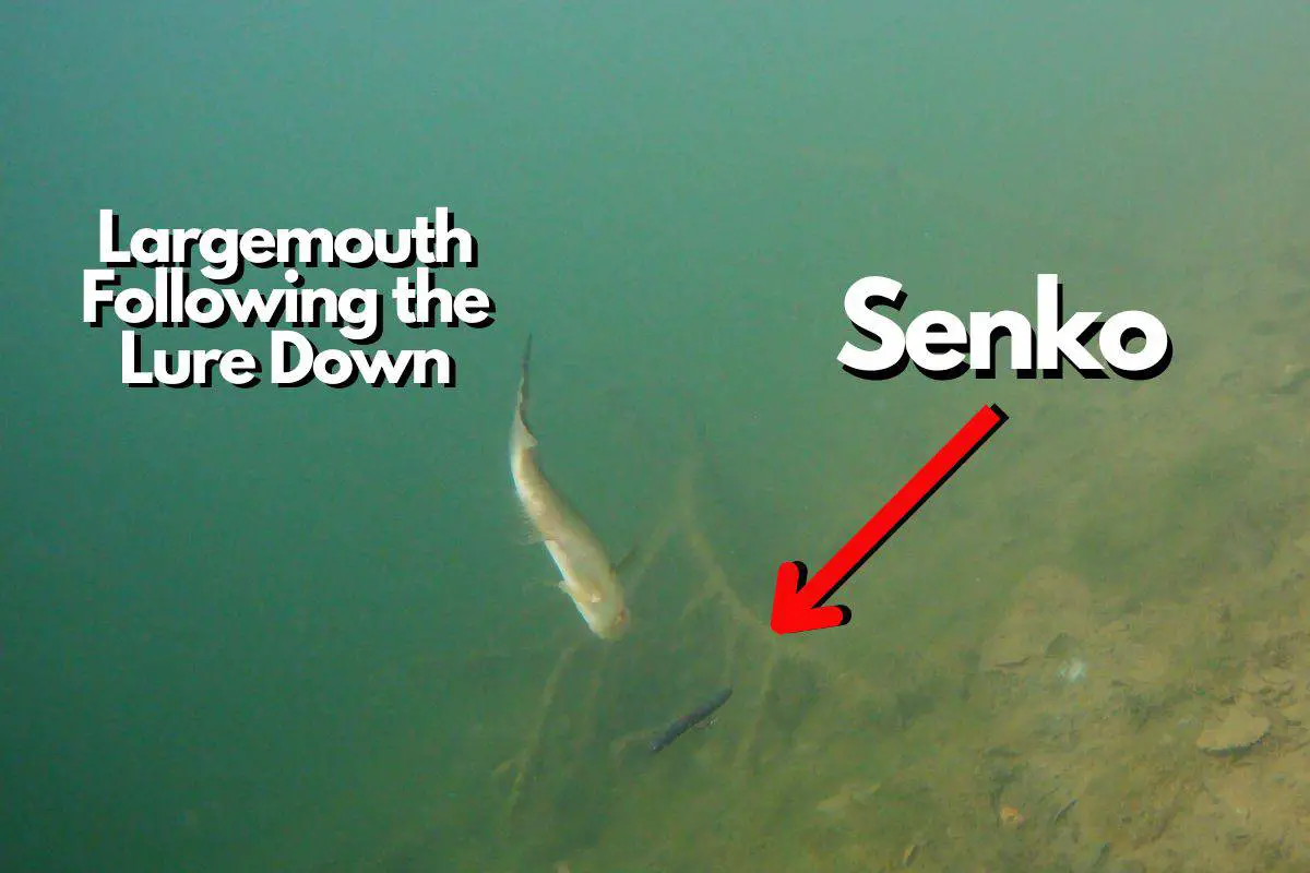 Best Colors for Senkos and Why – Four You Must Have – The Bass Fishing Life