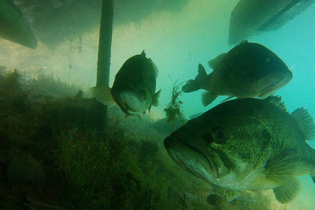 Ambush Predator is the Wrong Term for Bass – Here’s Why – The Bass ...